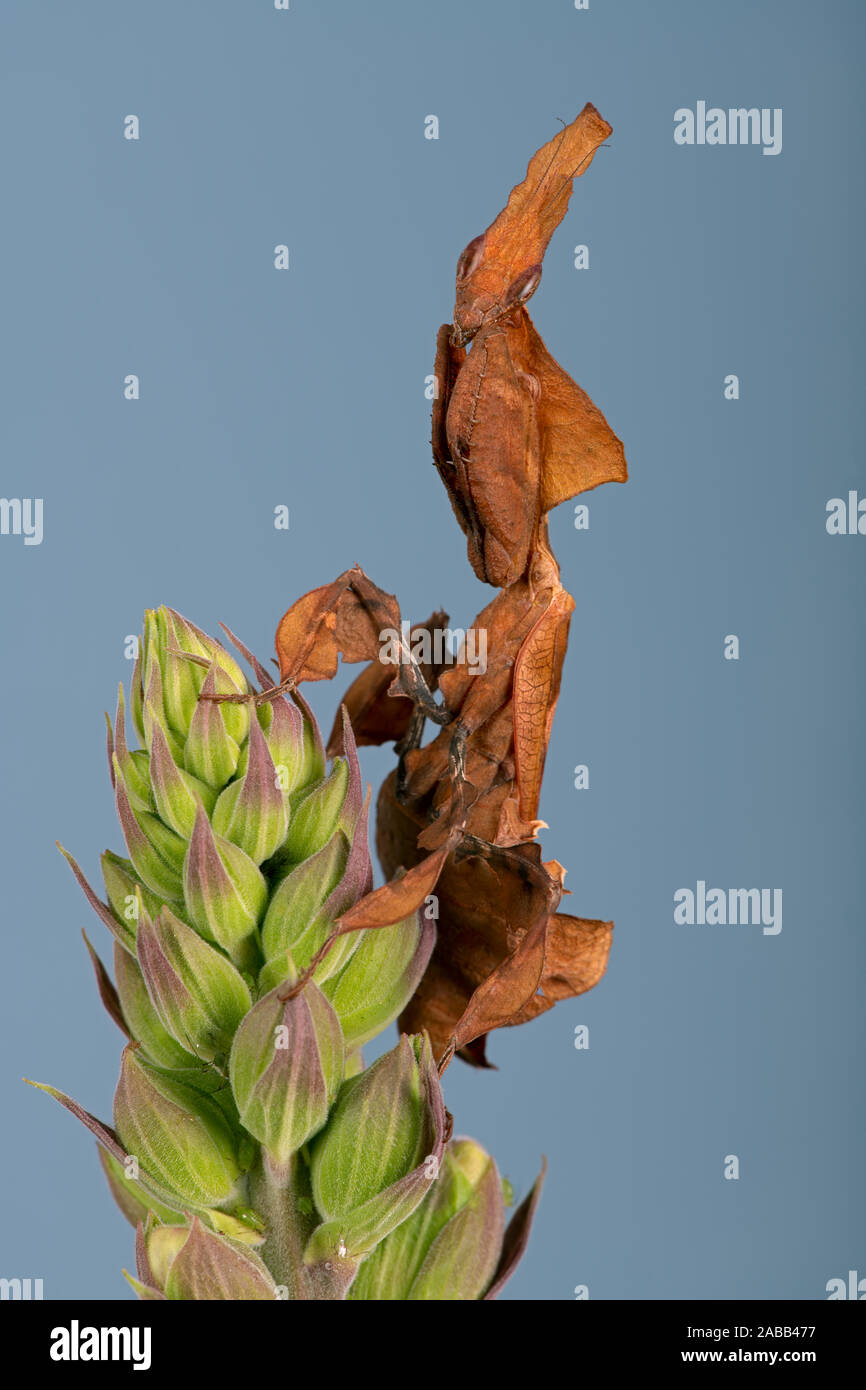 Ghost Mantis (Phyllocrania paradoxa) showing leaf like camouflage Stock ...