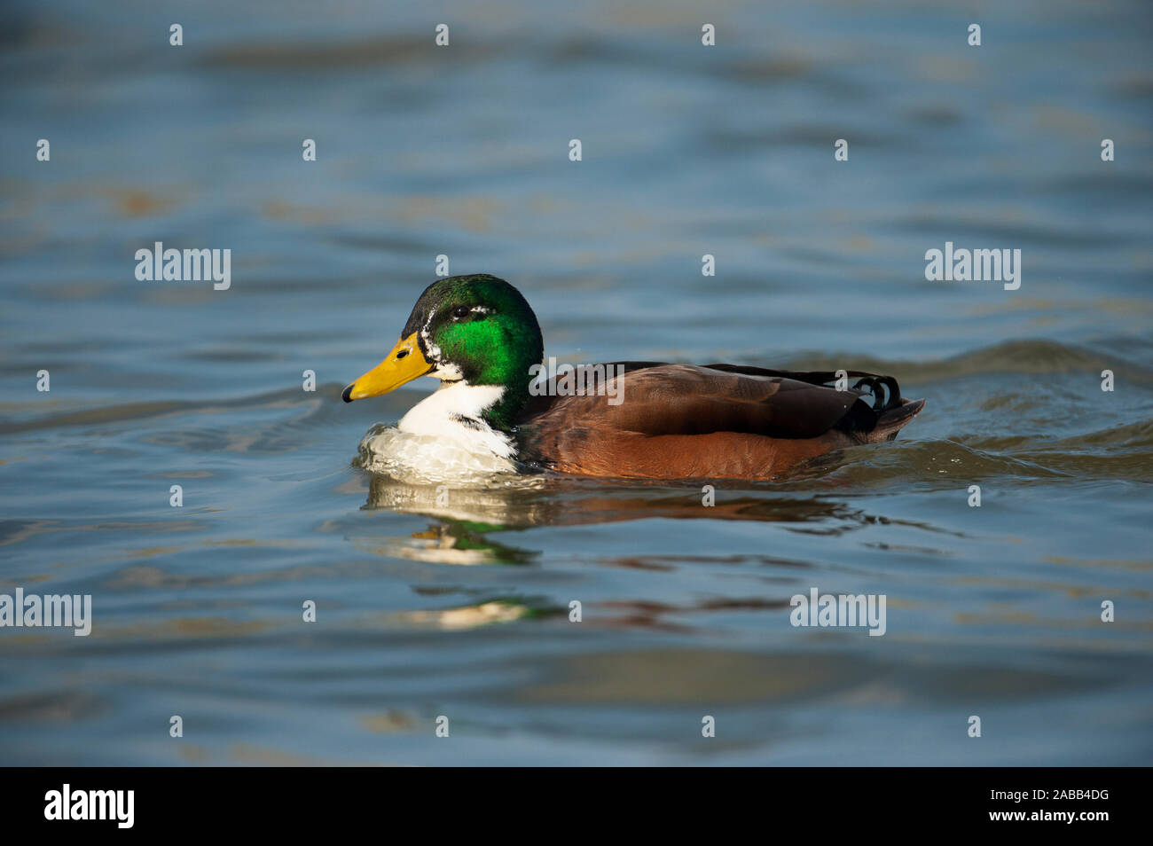 Hybridation hi-res stock photography and images - Alamy