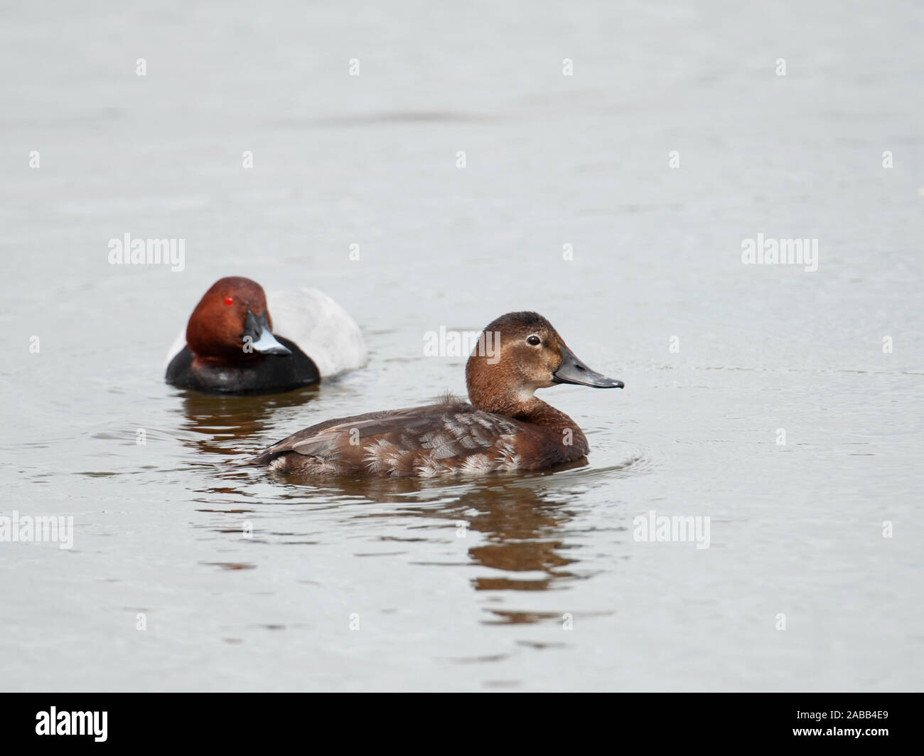 Don't ignore the subtle beauty of the female duck, here a pochard ...