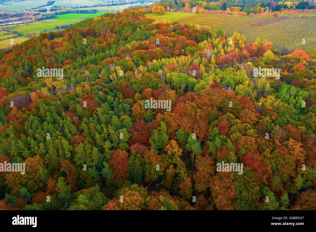 Gold forest hi-res stock photography and images - Alamy