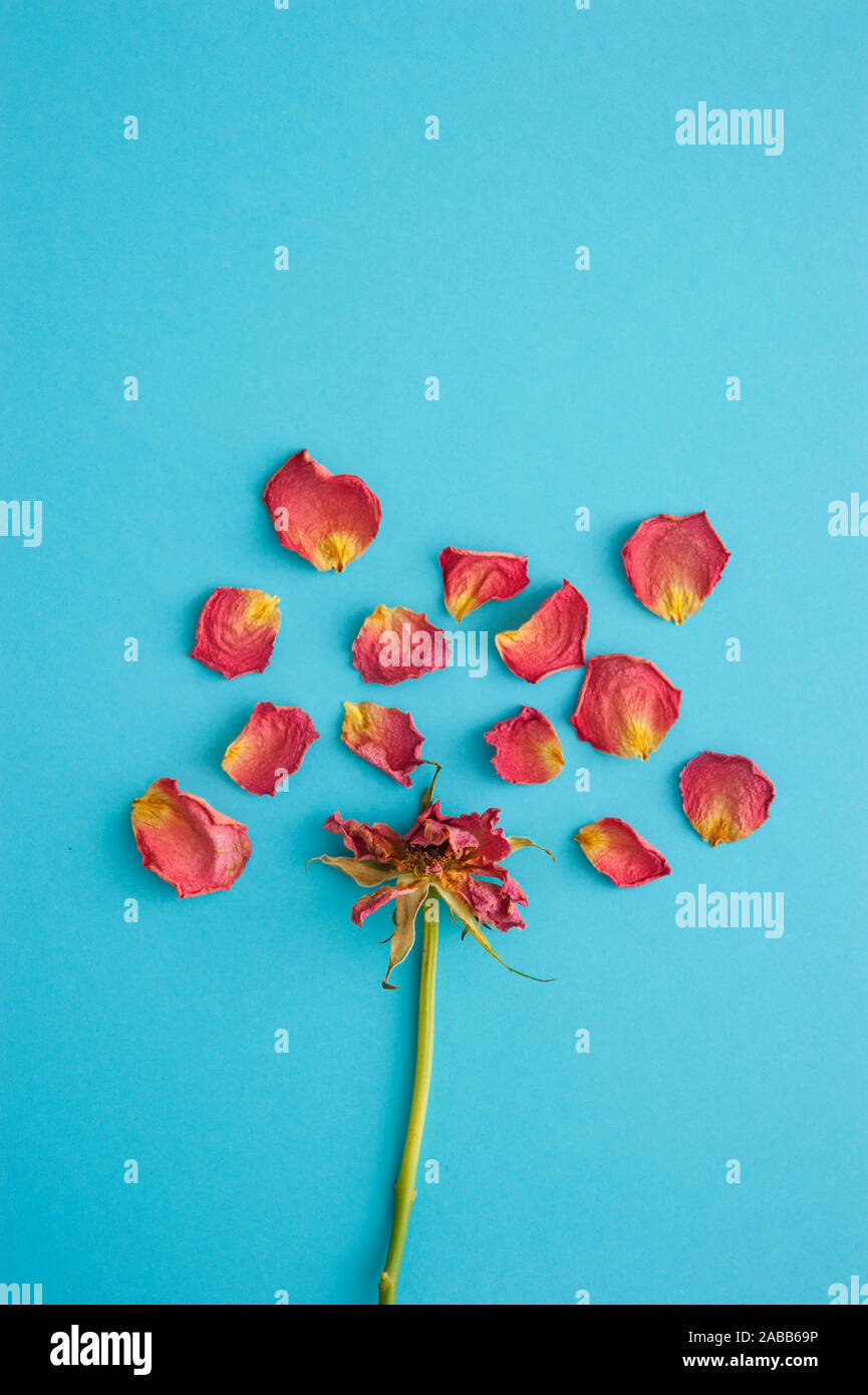 Dead rose petals hi-res stock photography and images - Alamy