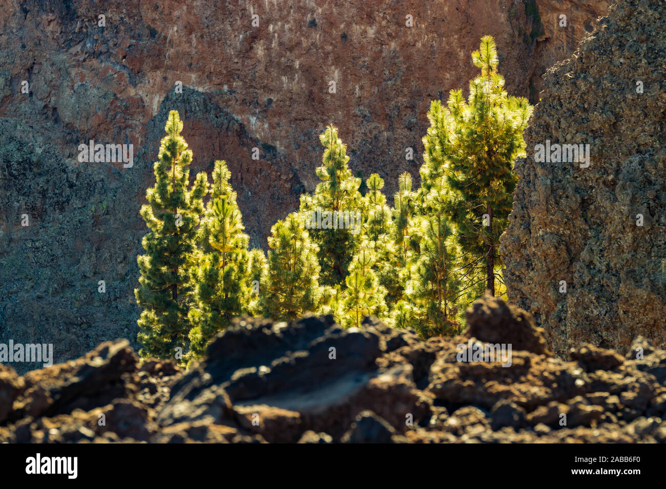 Young pine trees lit by the warm rays of the sun surrounded by vertical ...
