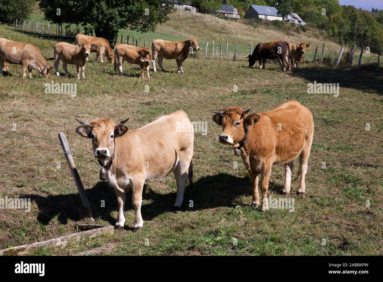 Aubrac cows hi-res stock photography and images - Alamy