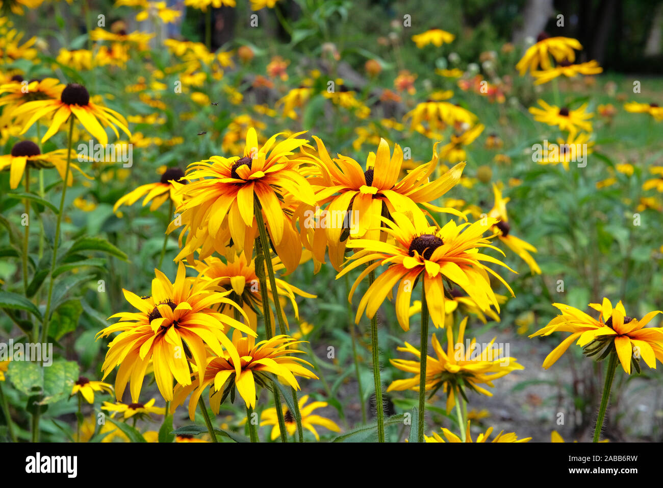 Close up of coneflower flowers or echinacea in the garden hi-res stock ...