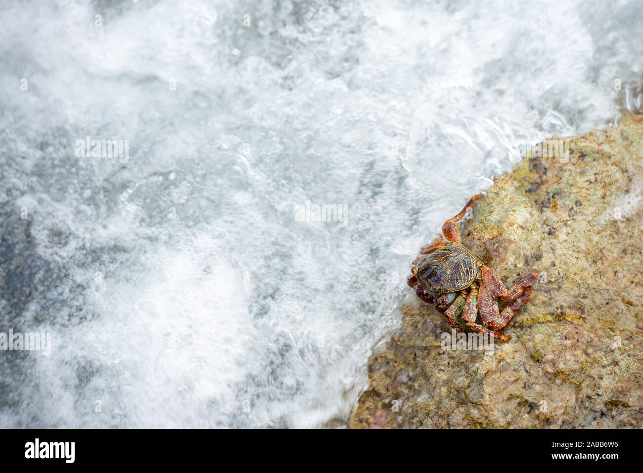 Red crab on rock in the sea Stock Photo - Alamy