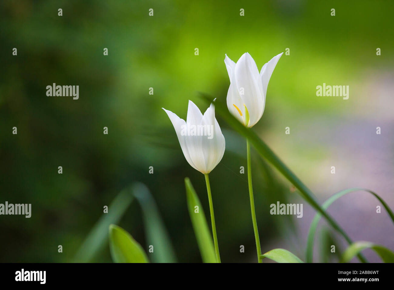 Outside in nature hi-res stock photography and images - Alamy