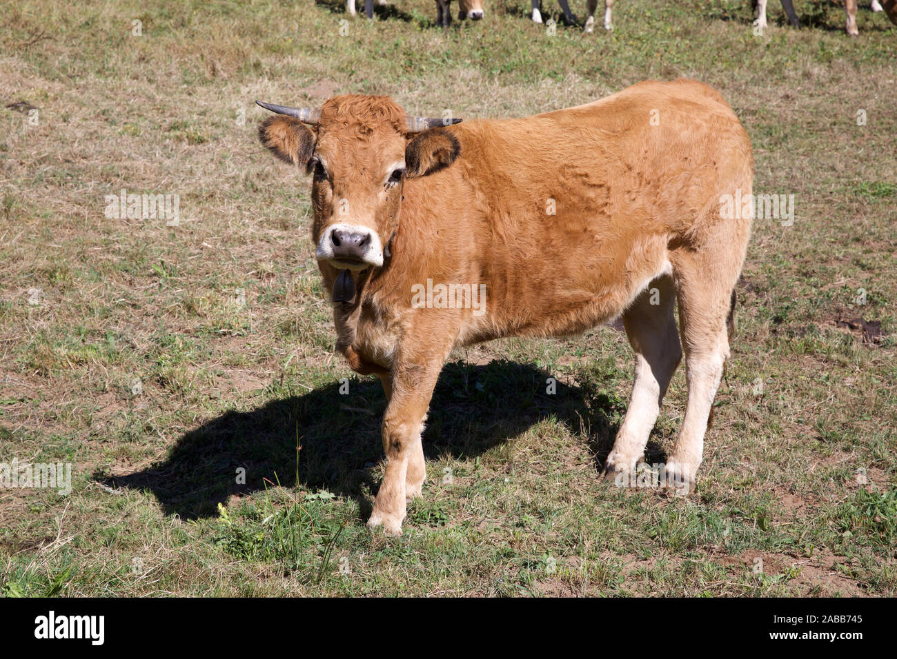 Aubrac cows hi-res stock photography and images - Alamy