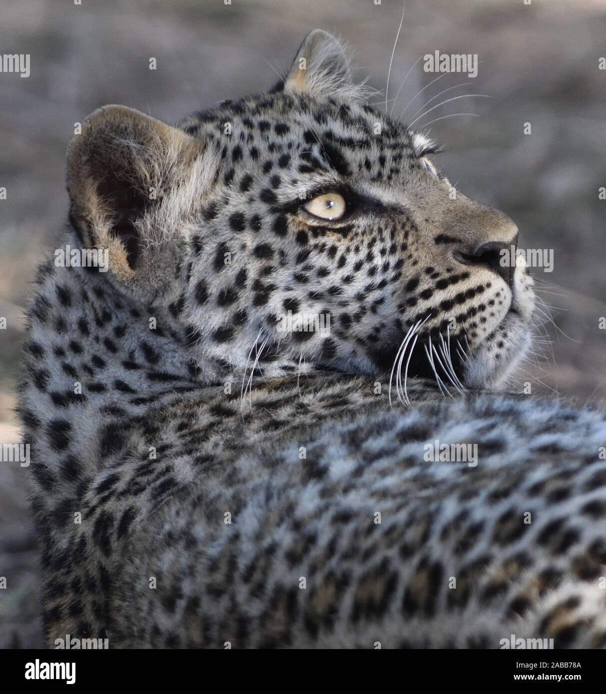 Wildlife shade hi-res stock photography and images - Alamy
