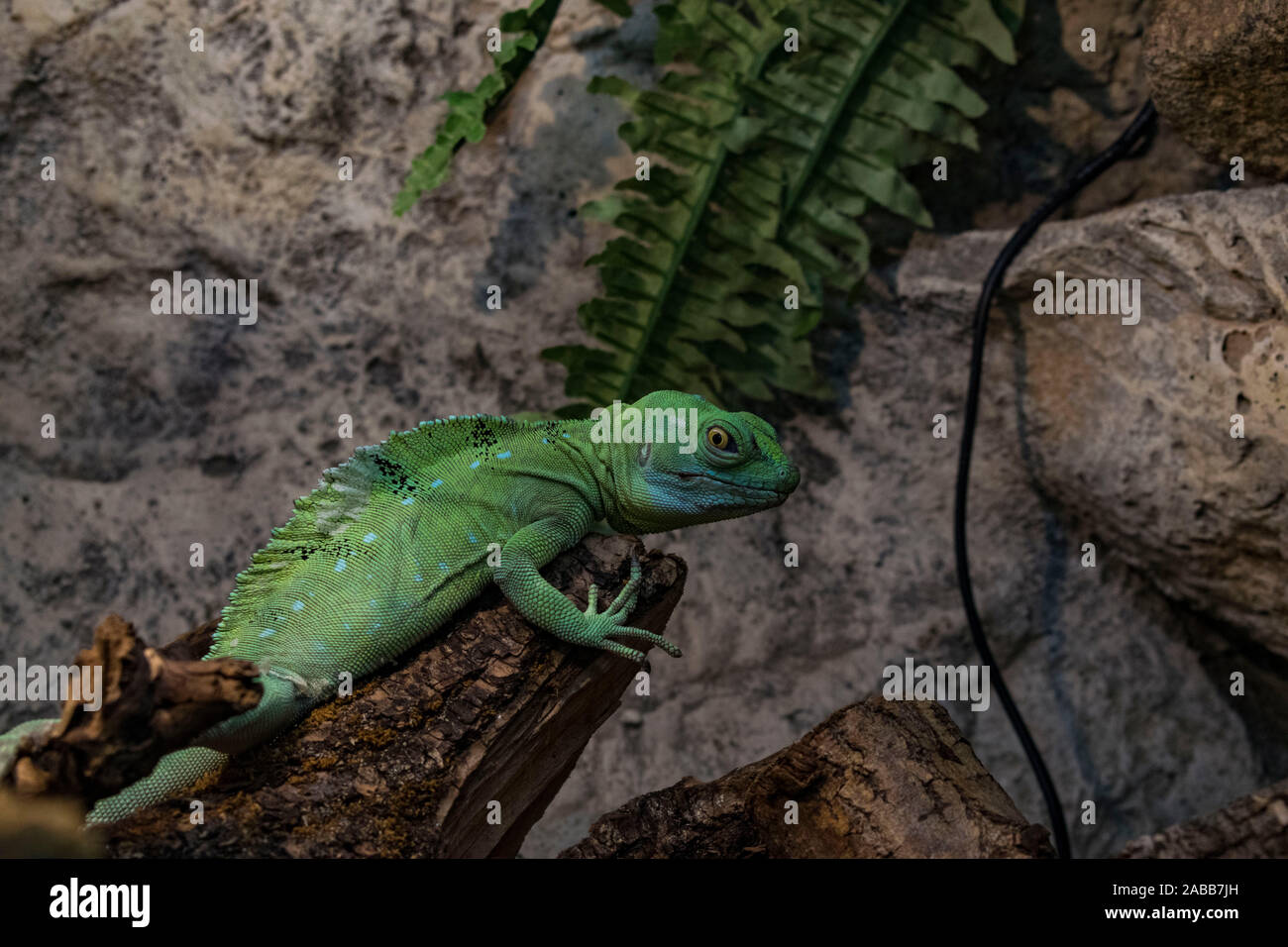 Green lizard looking straight into the camera Stock Photo - Alamy