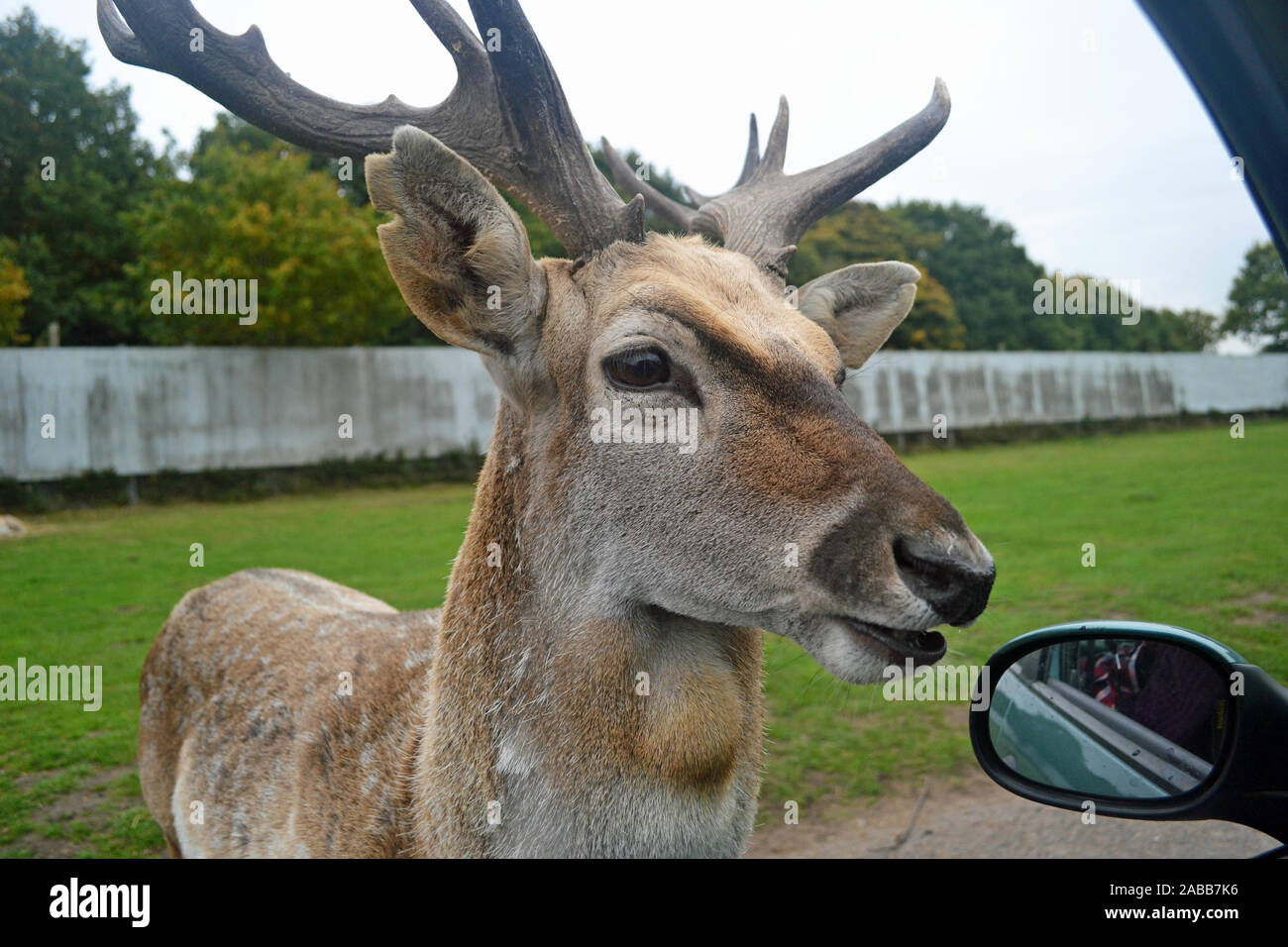 Reindeer peering into a car window at West Midlands Safari Park ...