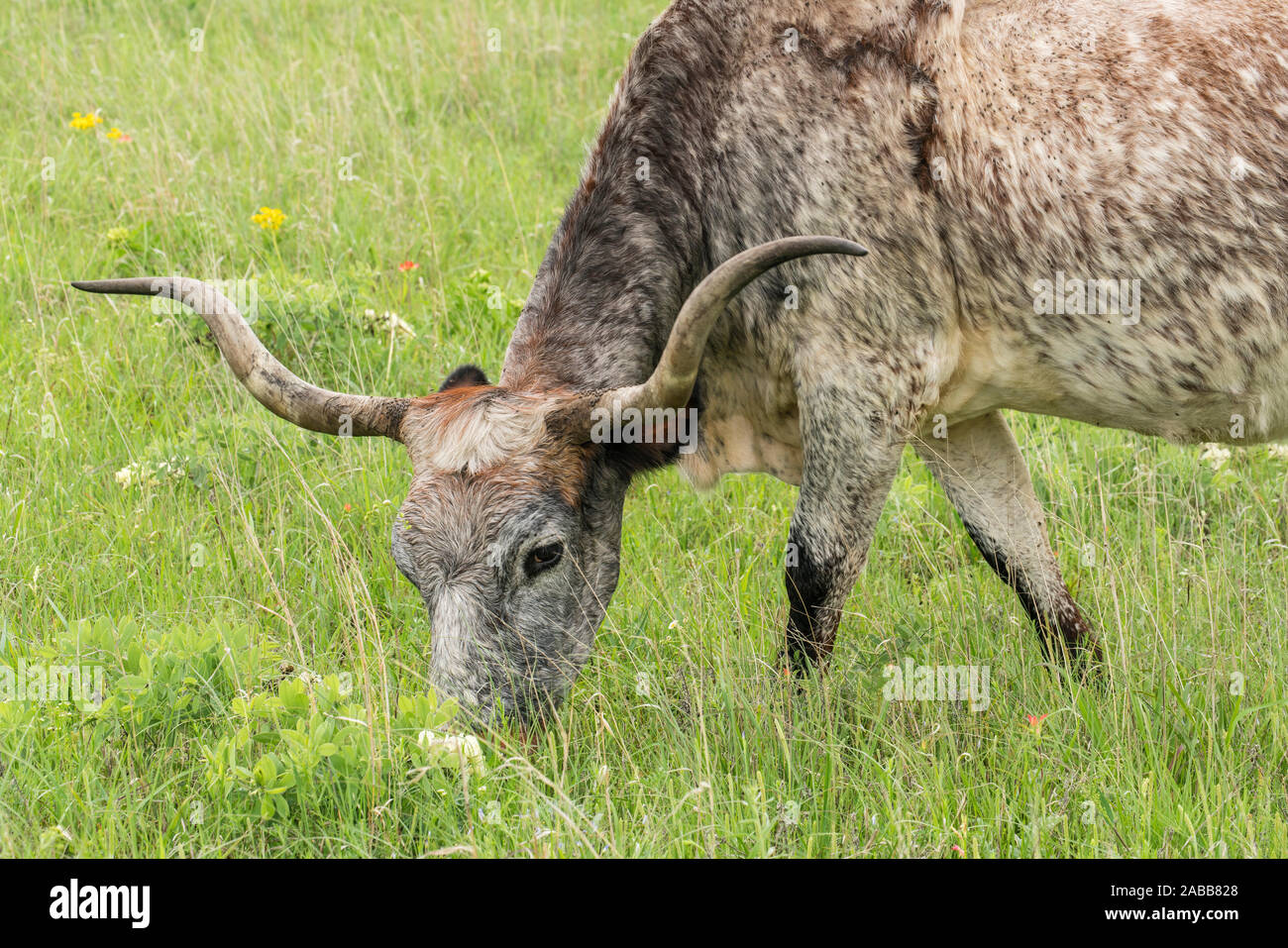 Texas Longhorn at Wichita Mountains National Wildlife Refuge near ...