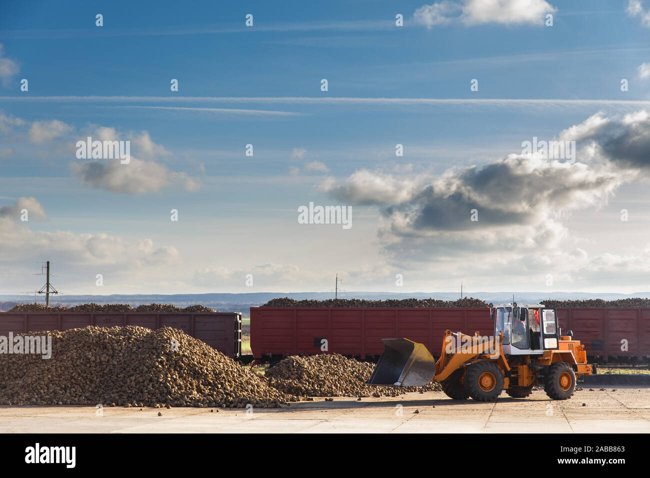 A sugar beet harvest in progress - Tractor loads sugar beet into the ...