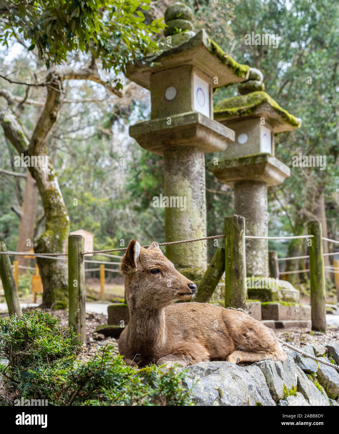 Sika deer from the Nara area were considered sacred due to a visit from ...