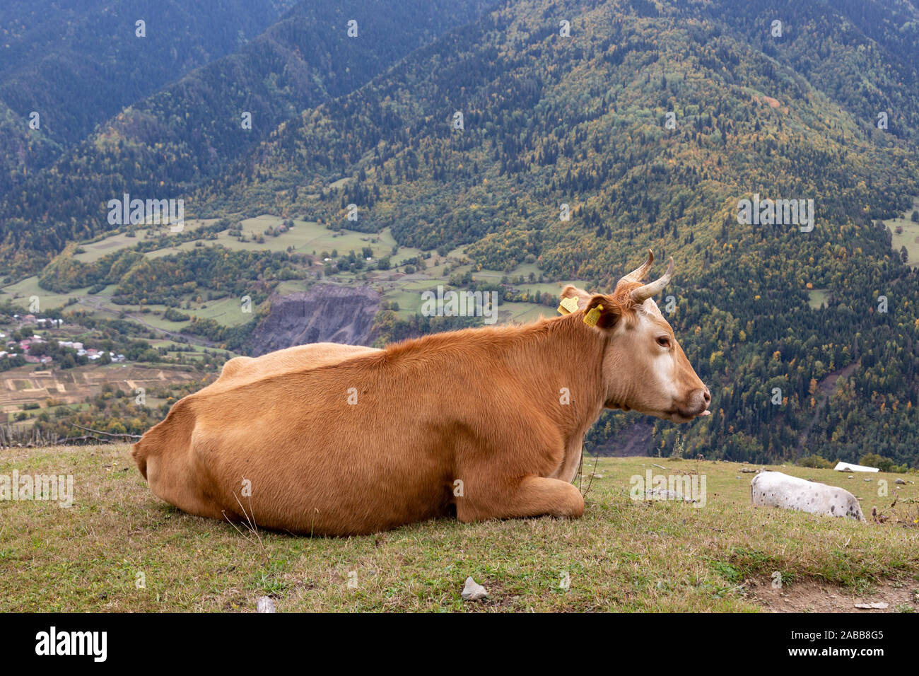 A cow in mountainous Caucasus landscape in Svaneti region of Georgia ...