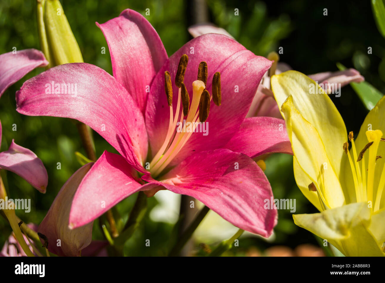 Pink garden lily flower - closeup Stock Photo - Alamy