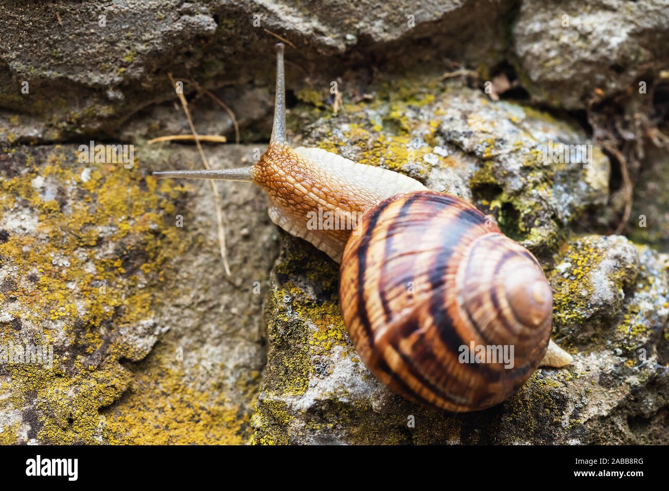 Snail stones hi-res stock photography and images - Alamy