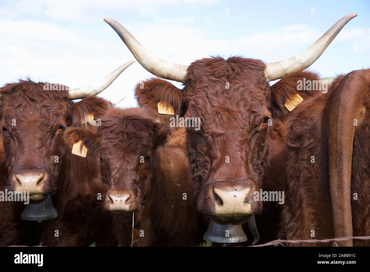 Salers Beef Cattle, Cartel, Massif Central, France Stock Photo - Alamy