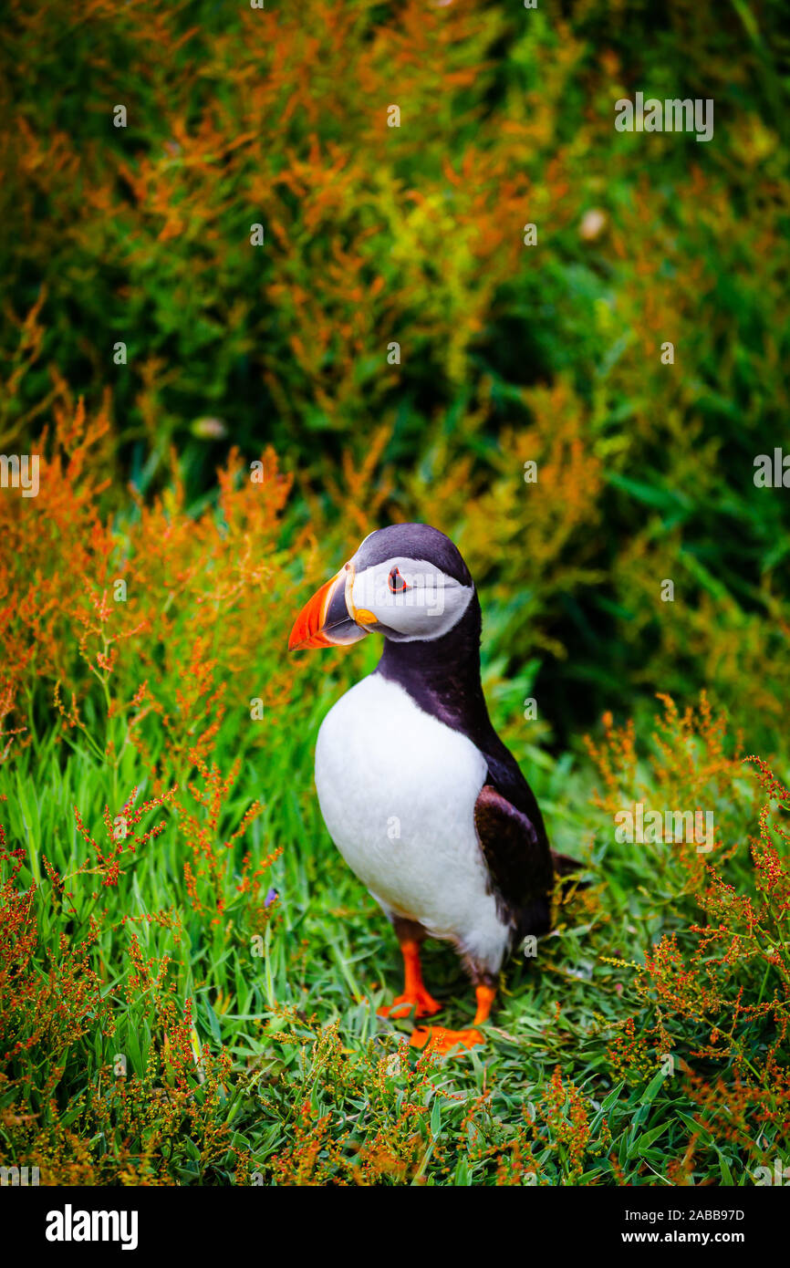 Atlantic Puffin in green grass Stock Photo - Alamy