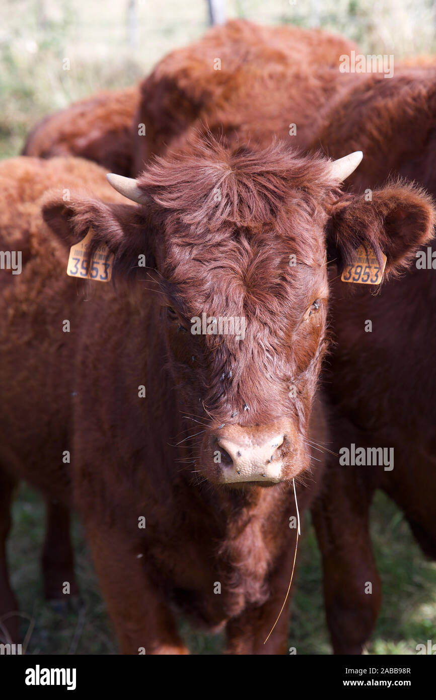 Salers beef cattle hi-res stock photography and images - Alamy
