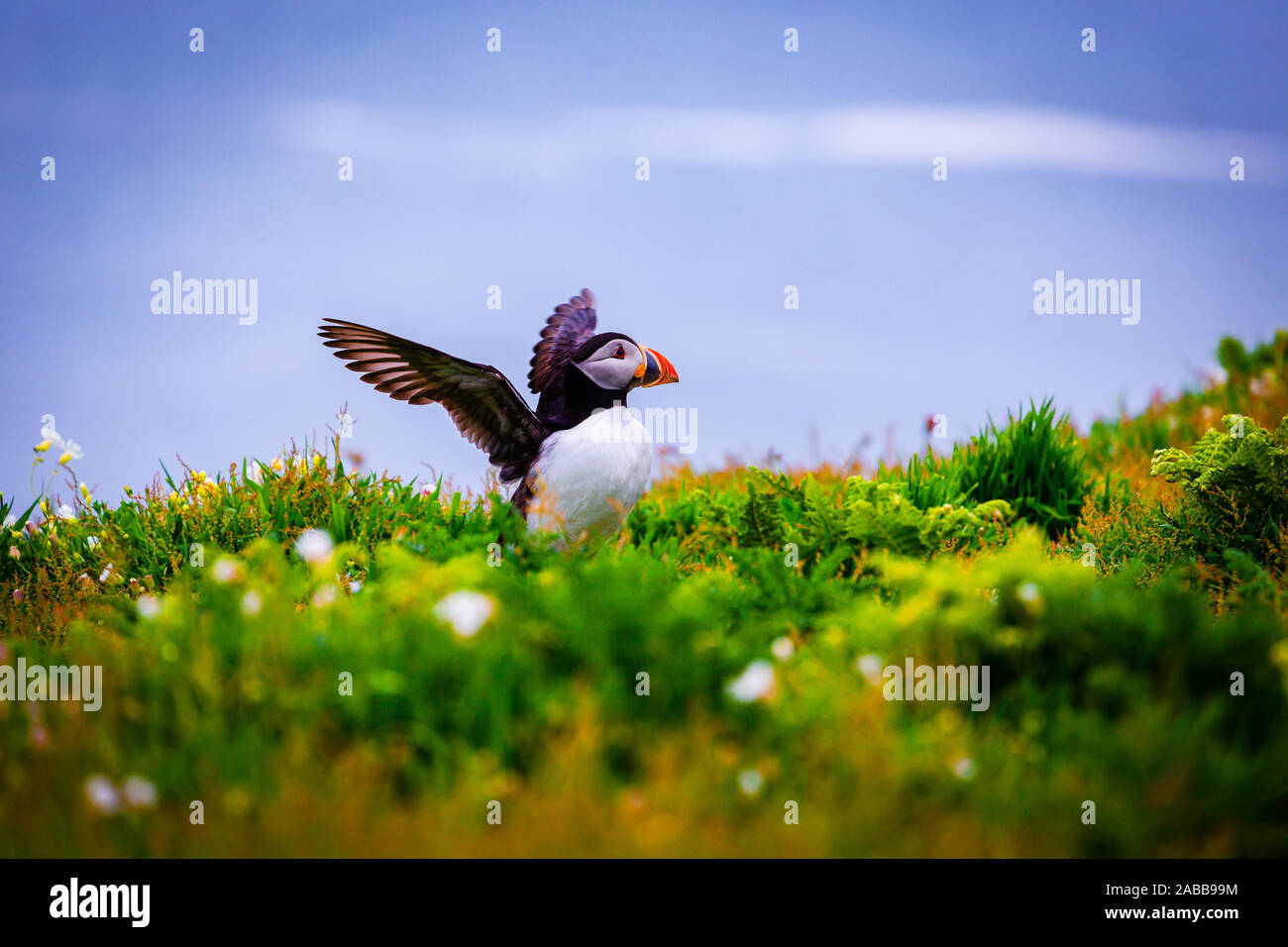 Atlantic Puffin with wings spread on top of cliff Stock Photo - Alamy
