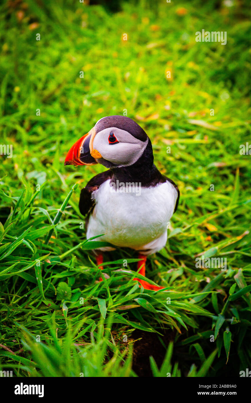 Atlantic Puffin in green grass Stock Photo - Alamy