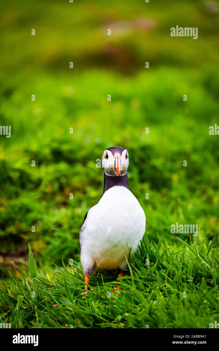 Atlantic Puffin in green grass Stock Photo - Alamy