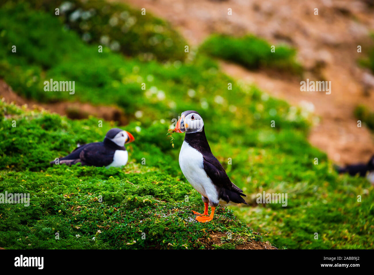 Atlantic Puffin with grass in beak Stock Photo - Alamy