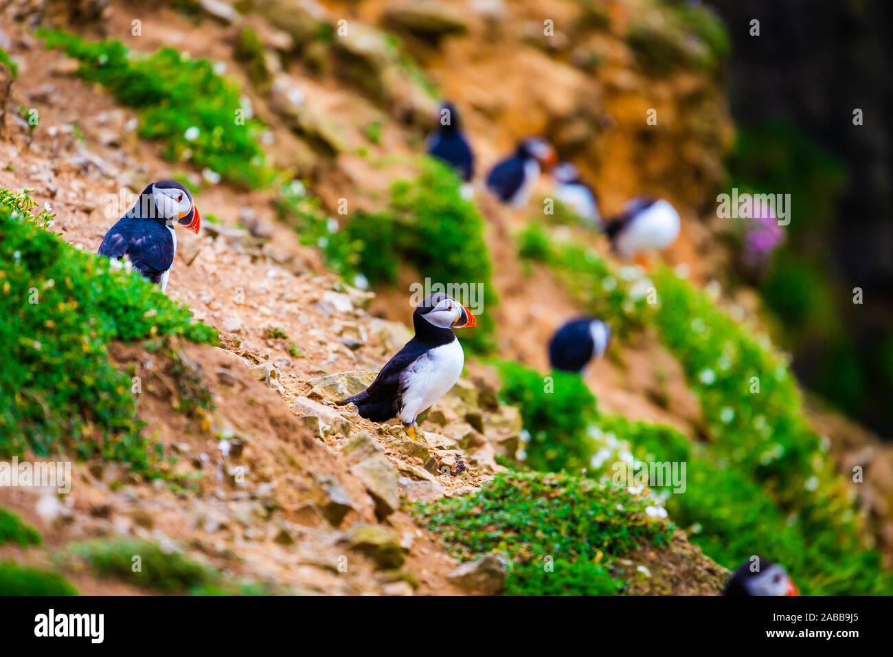 Atlantic Puffin colony Stock Photo - Alamy