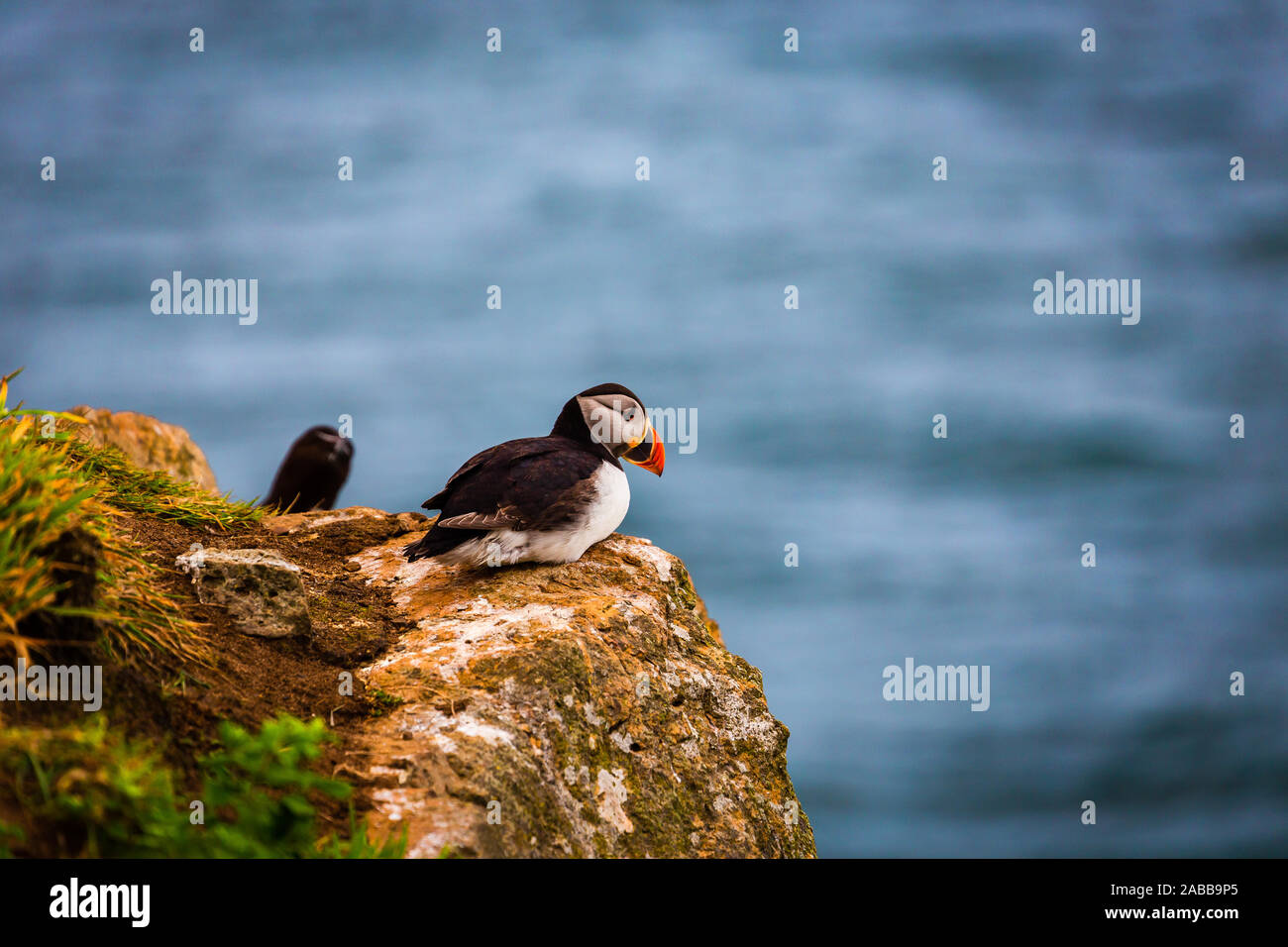 Atlantic Puffin on edge of cliff Stock Photo - Alamy