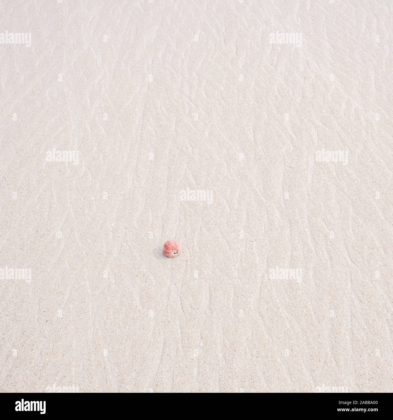 Seashell On Beach Australia High Resolution Stock Photography and ...
