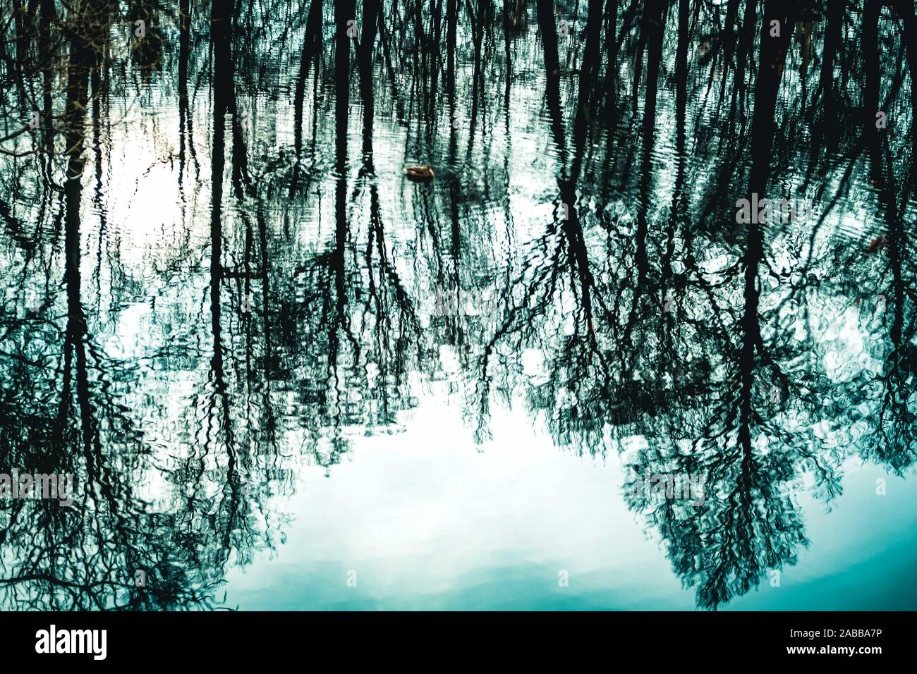 Lake in winter forest with reflection of black bare trees' silhouettes ...