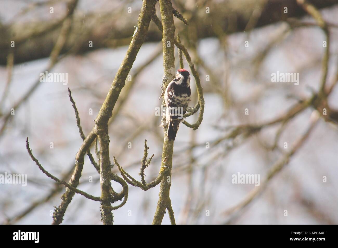 Lesser Spotted Woodpecker 030411 Stock Photo - Alamy