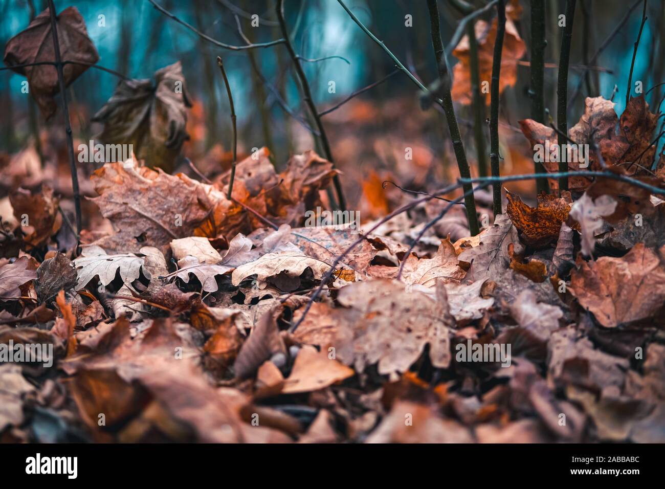 Dry brown autumn leaves on the ground, natural late autumn background ...