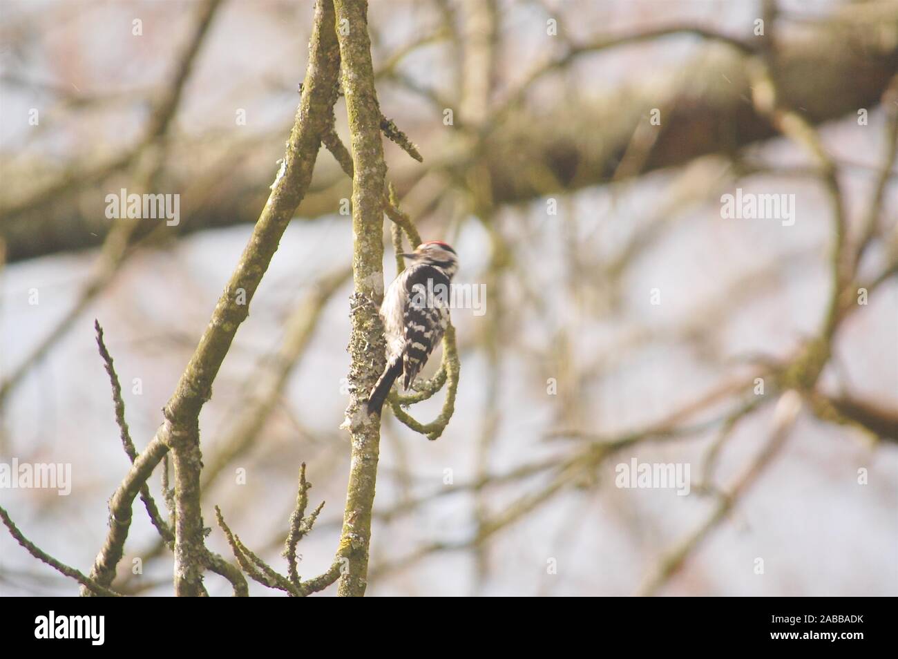 Lesser Spotted Woodpecker 030411 Stock Photo - Alamy