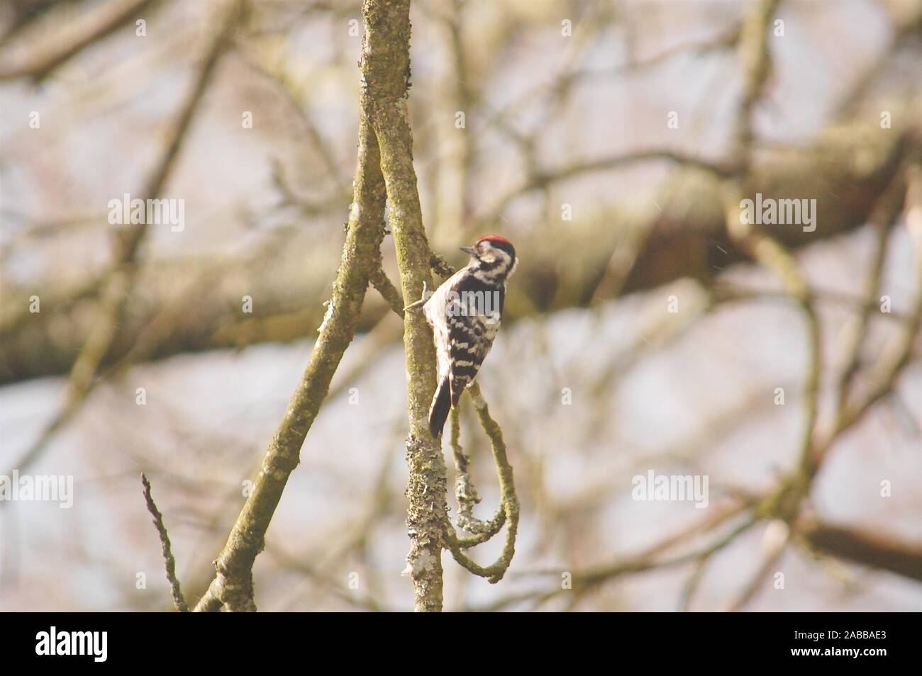 Lesser Spotted Woodpecker 030411 Stock Photo - Alamy