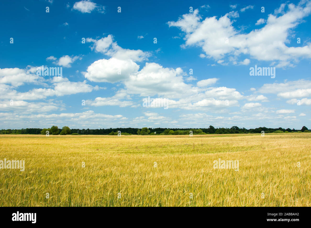 Giant barley field, trees on the horizon and white clouds on blue sky ...