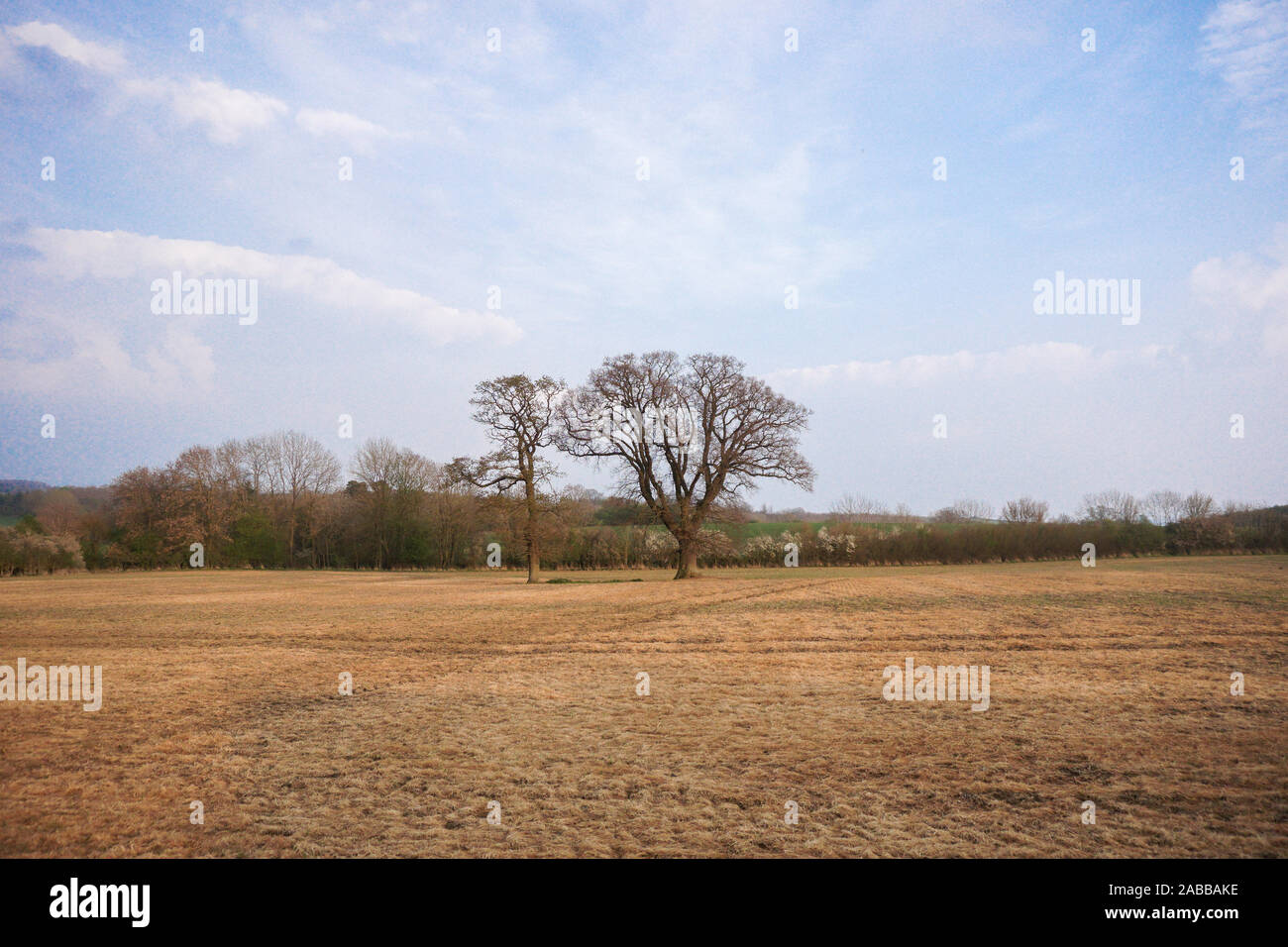 Oak tree field hi-res stock photography and images - Alamy