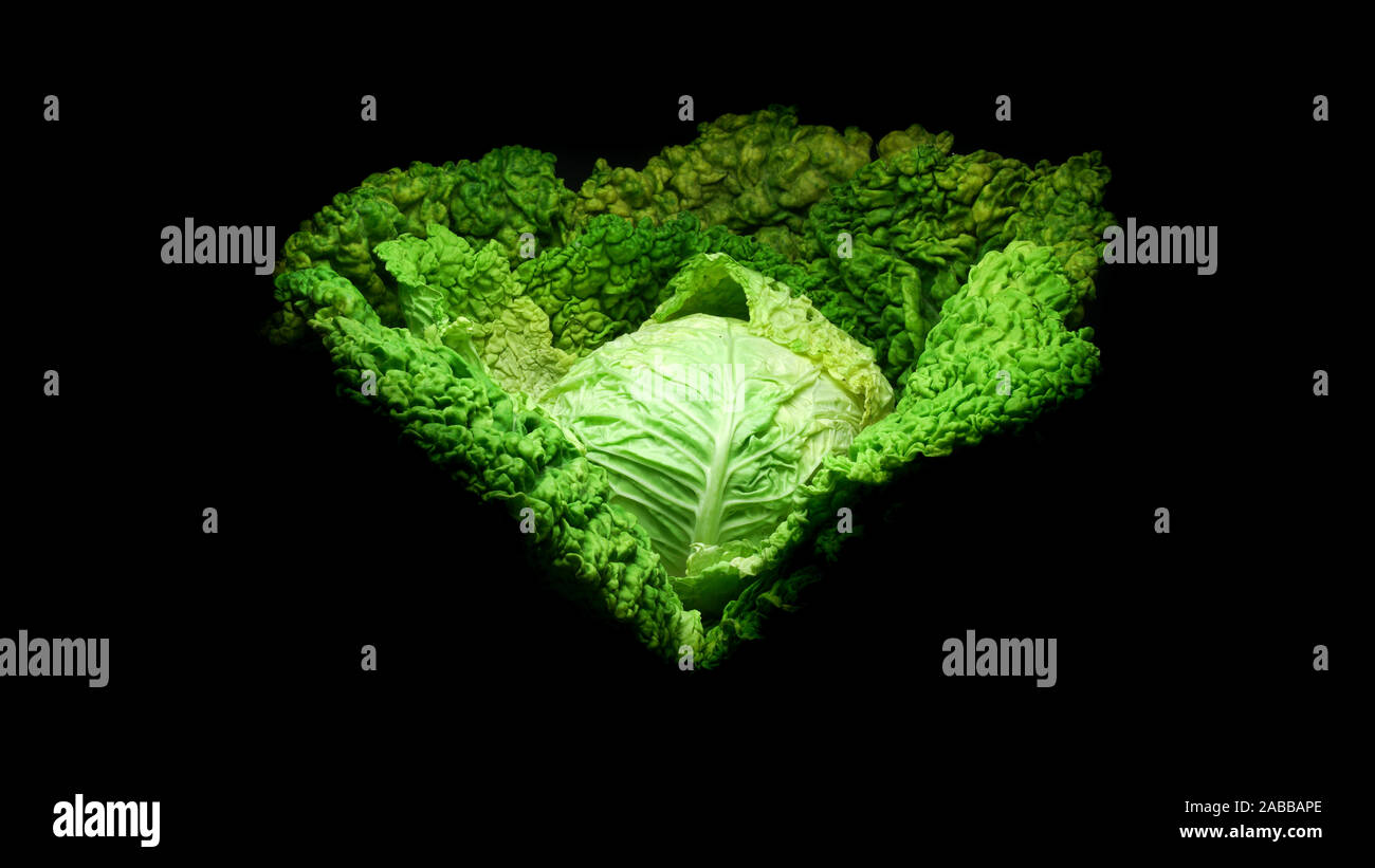 Fresh organic cabbage on black background. Vibrant, green headed ...