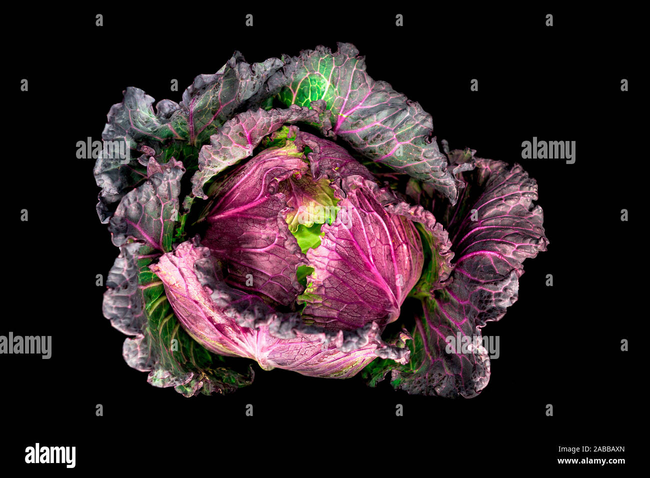 Red cabbage isolated on black background. Red and green headed cabbage ...