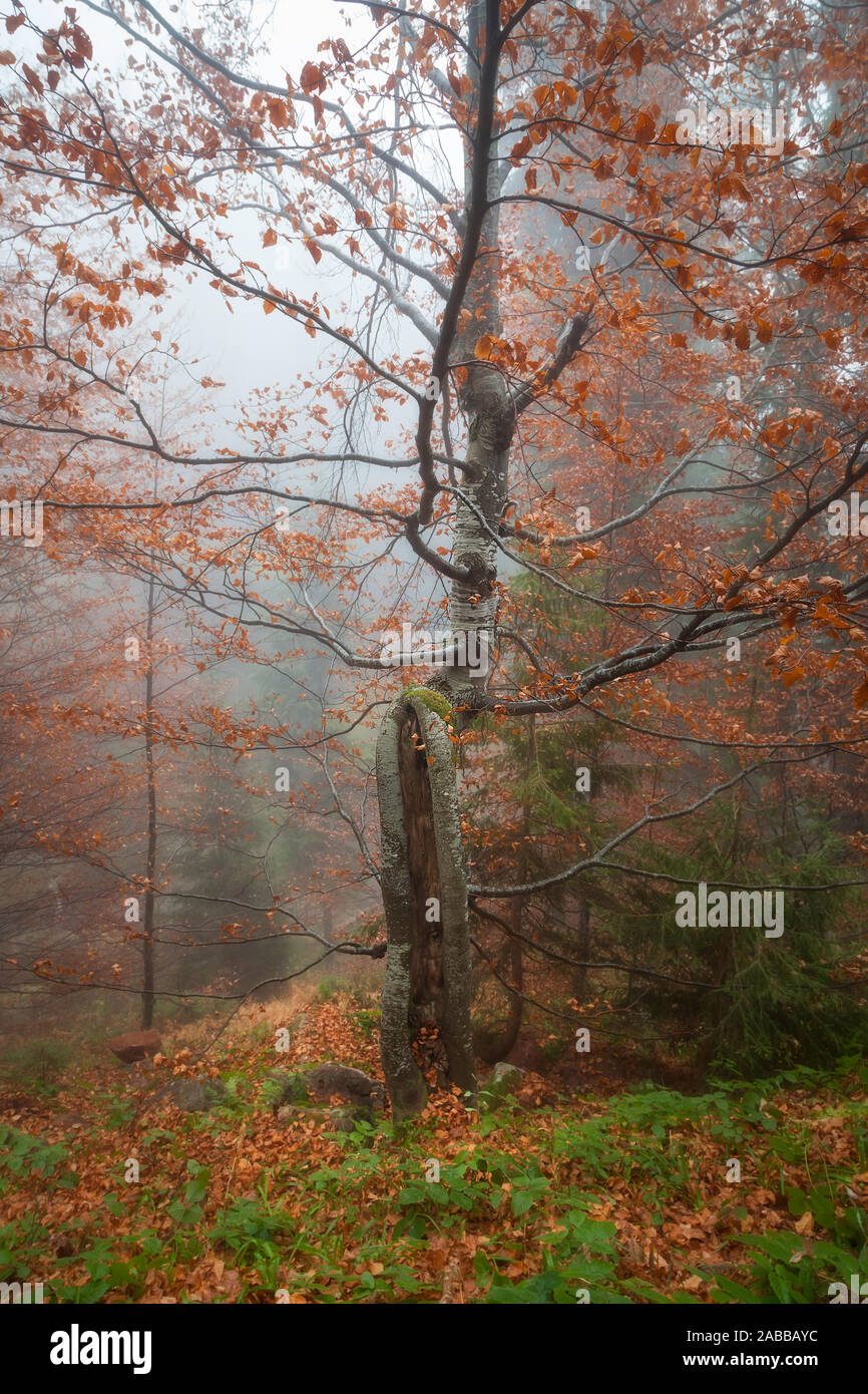 Curvy tree hi-res stock photography and images - Alamy