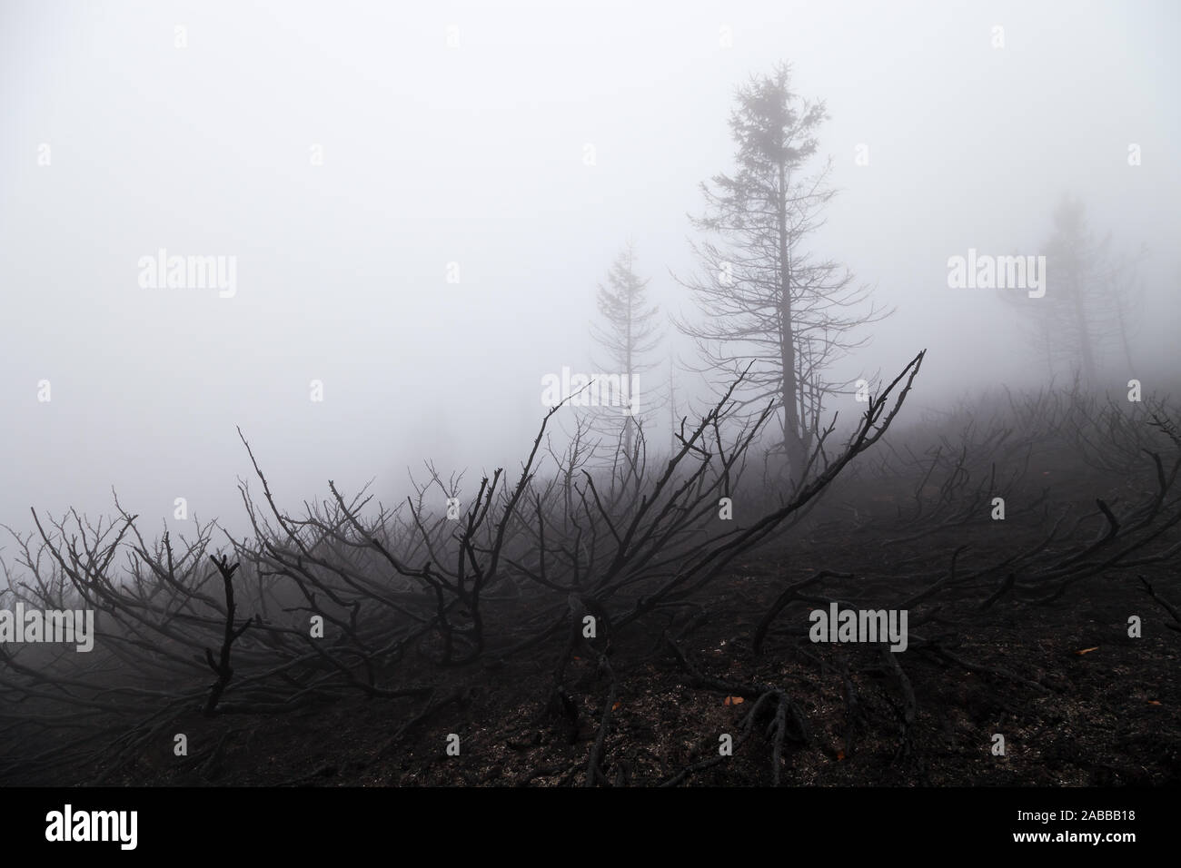 Soft, misty, moody scene of burned juniper plants in the foreground ...
