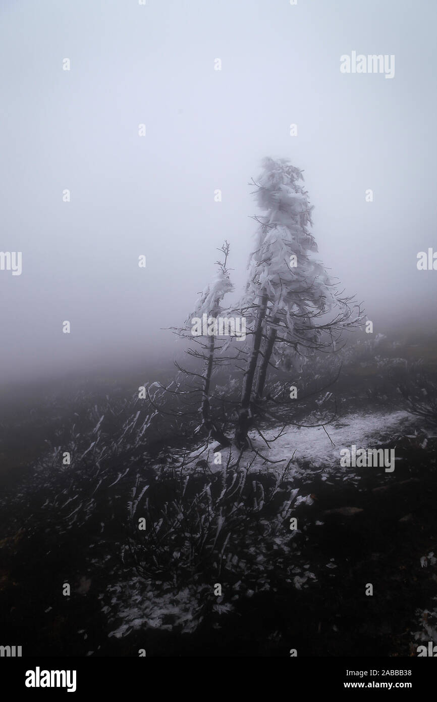 Spooky, dark, black tree burned in mountain forest fire, covered by ...
