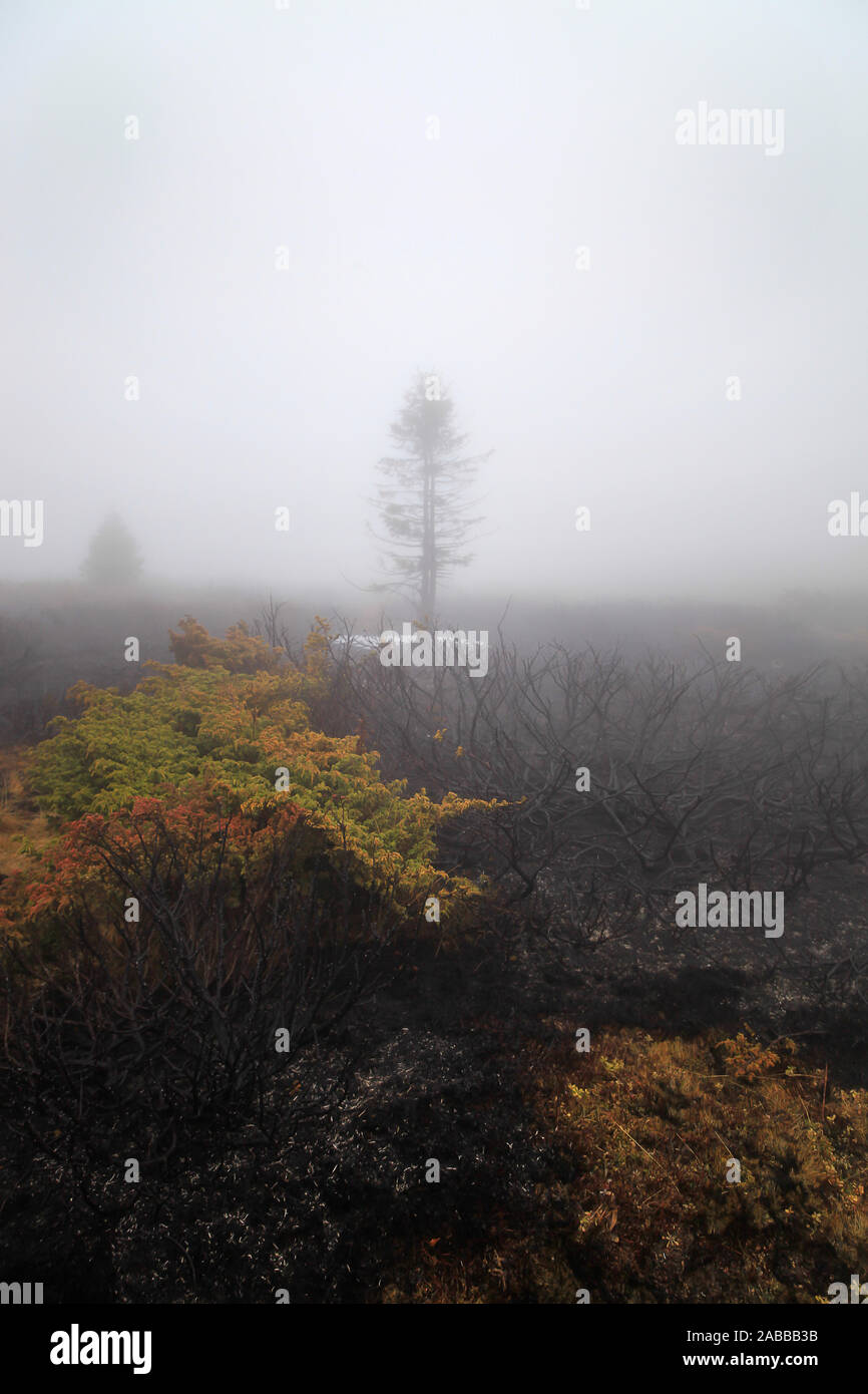 Spooky, dark, black tree burned in mountain forest fire, covered by ...