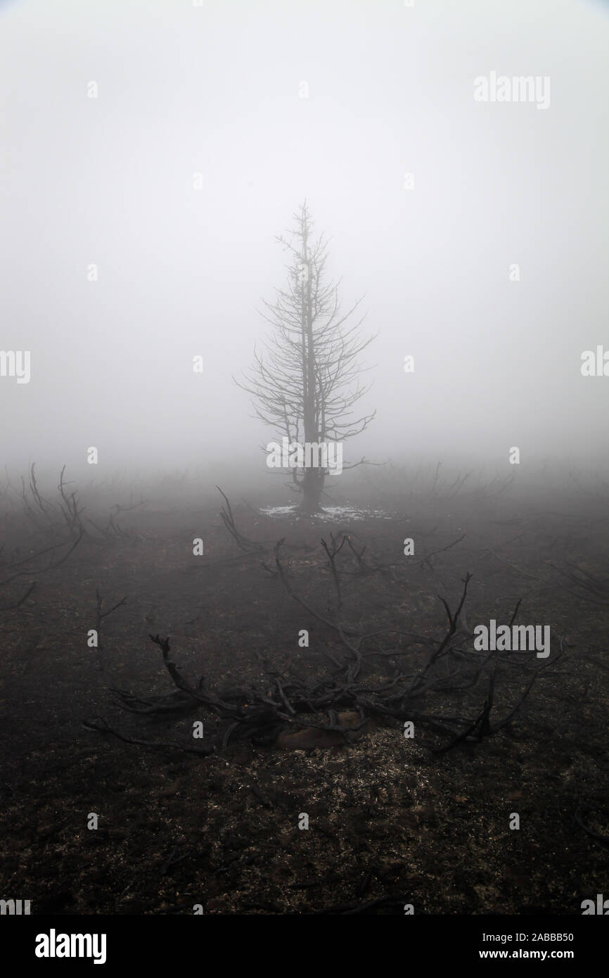 Spooky, dark, black tree burned in mountain forest fire, covered by ...