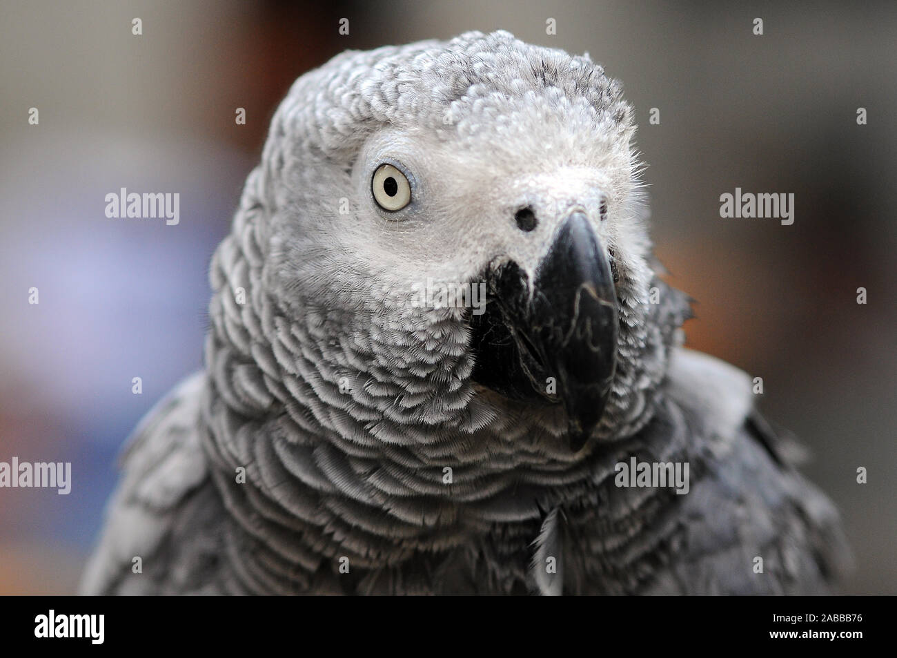 African grey parrot wild hi-res stock photography and images - Alamy