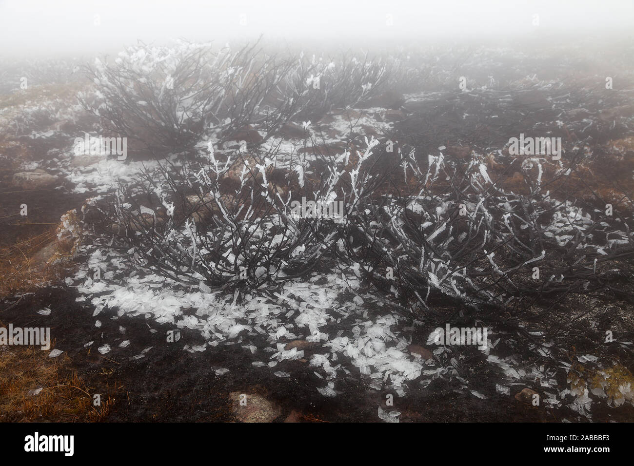 Soft, misty, spooky view of burned juniper plants covered by thick ice ...