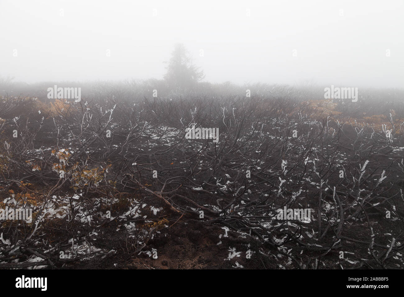 Juniper fire hi-res stock photography and images - Alamy