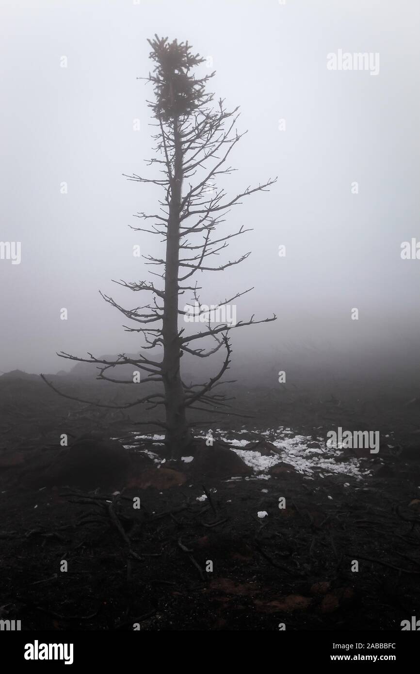 Spooky, dark, black tree burned in mountain forest fire, covered by ...