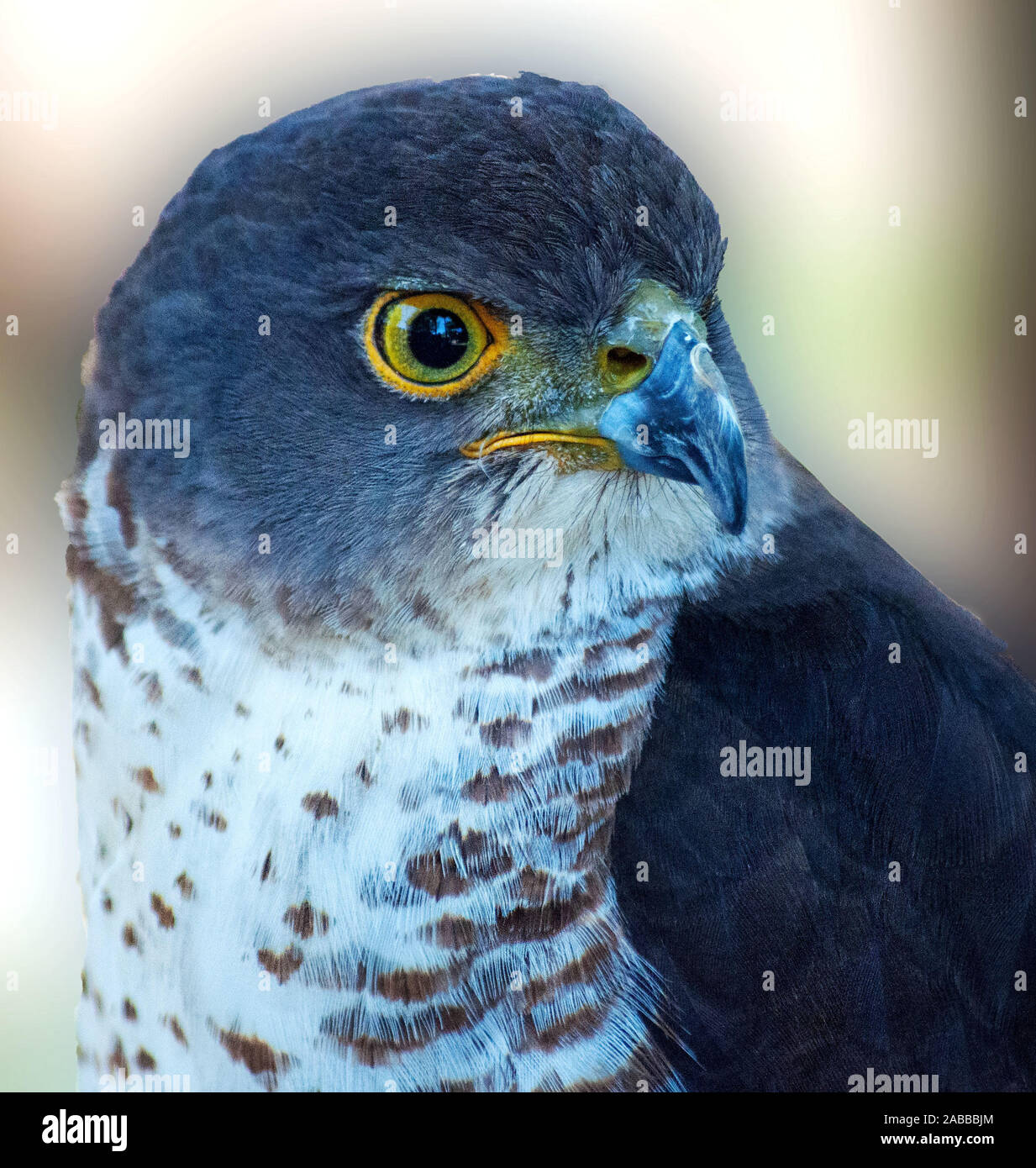 African goshawk hi-res stock photography and images - Alamy