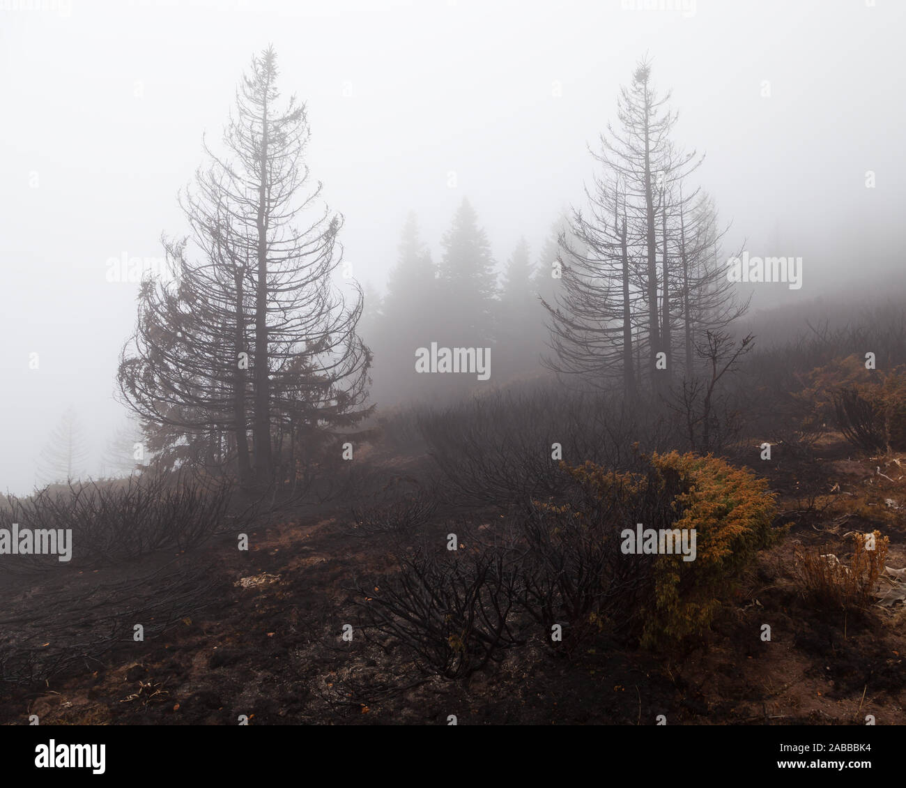 Fog burned trees in hi-res stock photography and images - Alamy